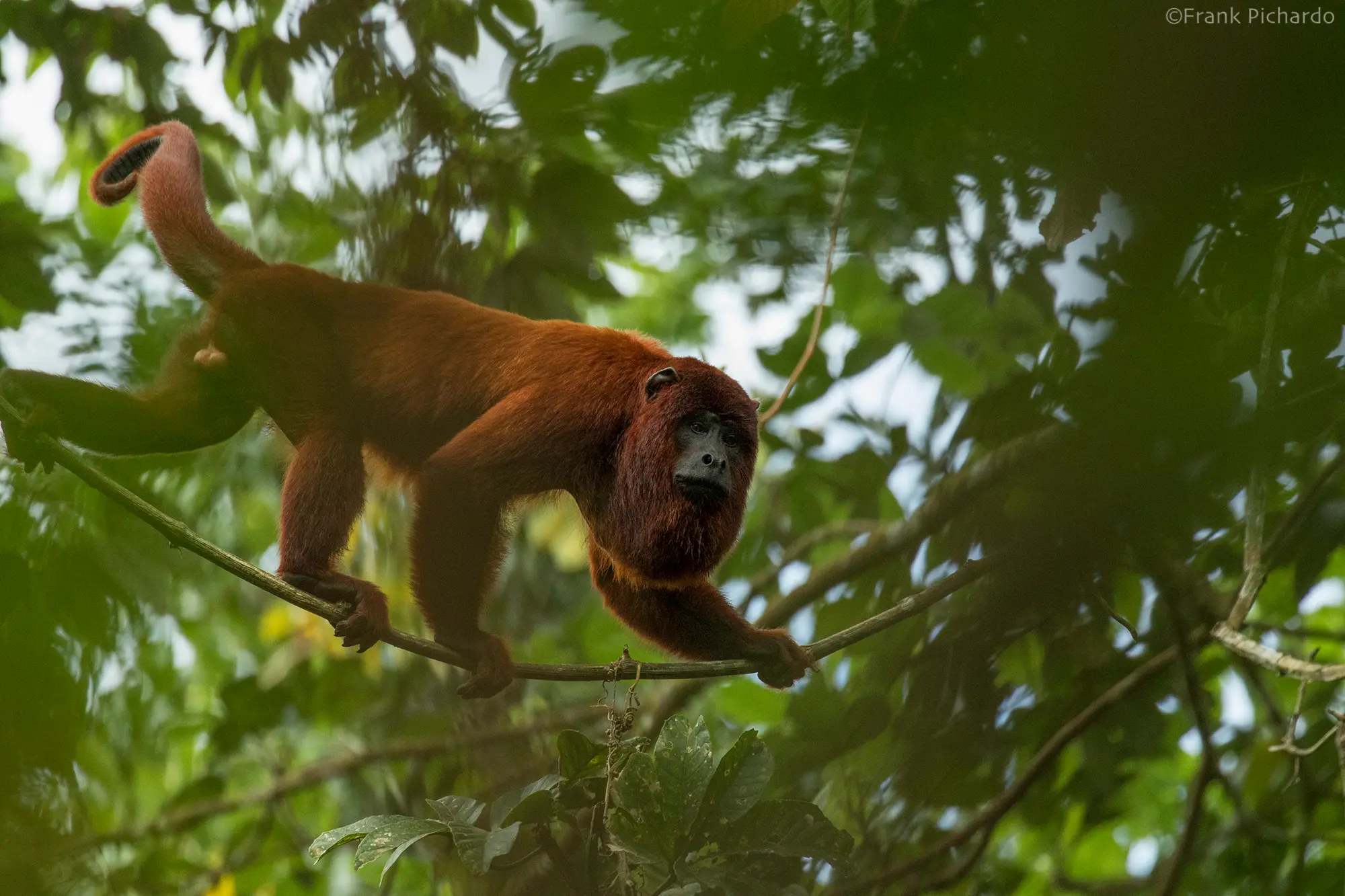 Peru's Wildlife - Most Notable Peruvian Animals