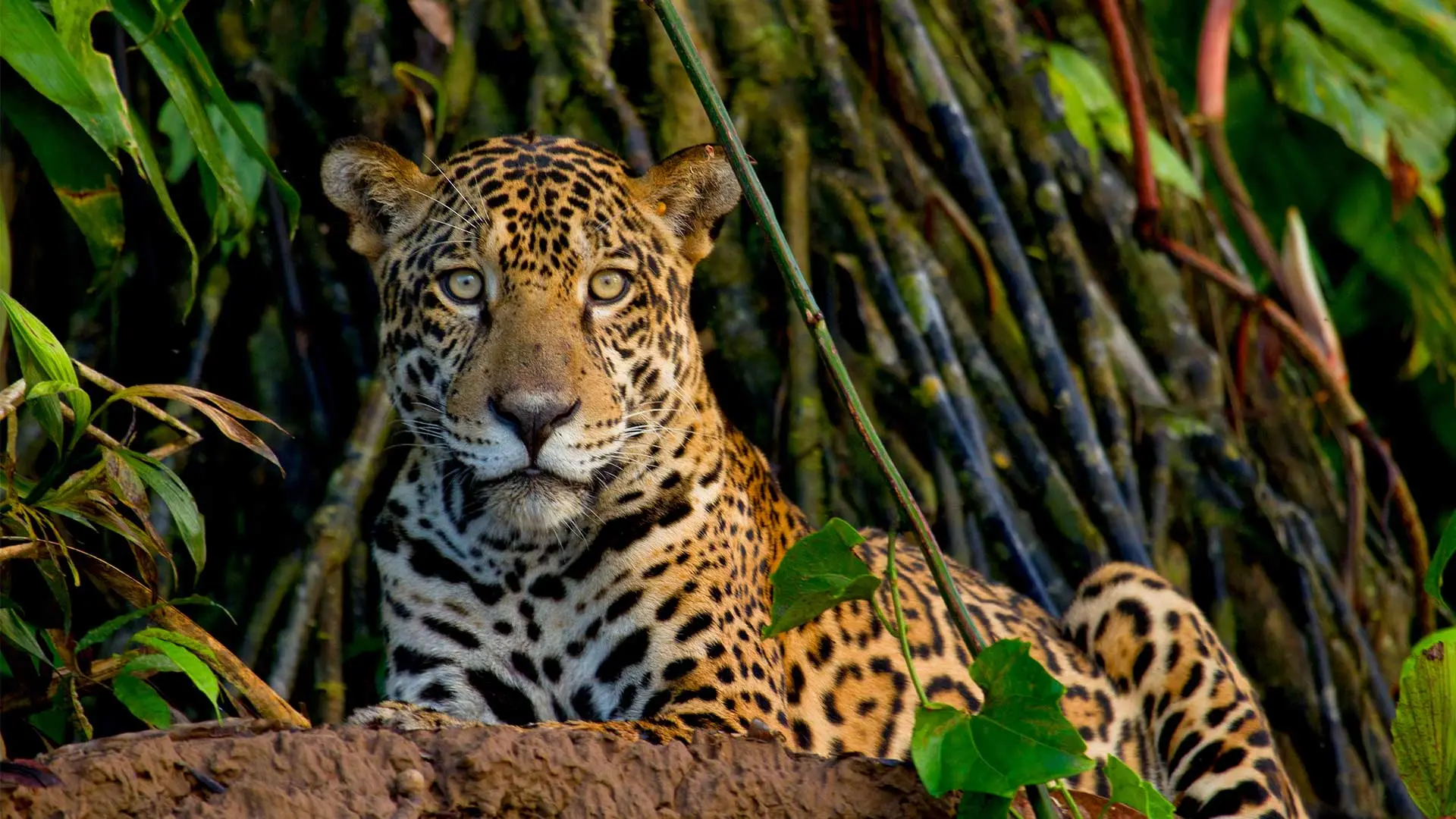Peru's Wildlife - Most Notable Peruvian Animals