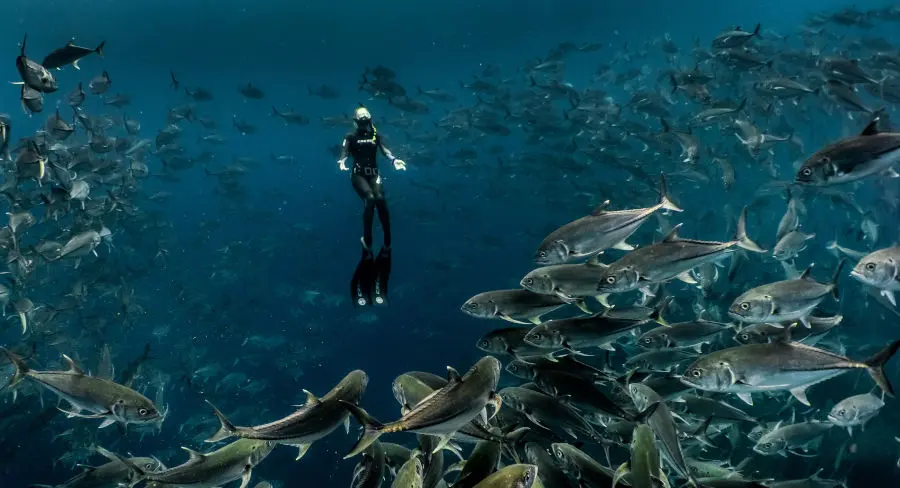 SCUBA Diving Options In The Galapagos Islands: What You Need To Know