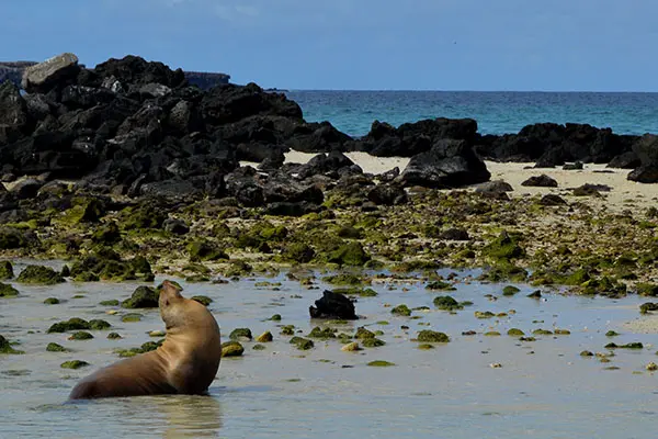 How Do I Choose The Best Itinerary For A Galapagos Cruise?